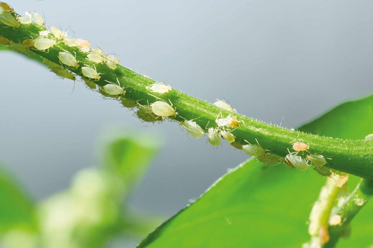 Schädlinge im Garten bekämpfen | Ratgeber HORNBACH