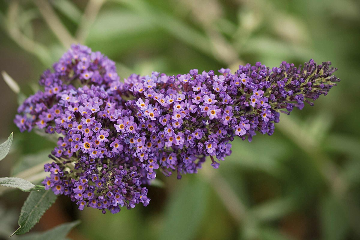 Flieder pflanzen und pflegen | HORNBACH