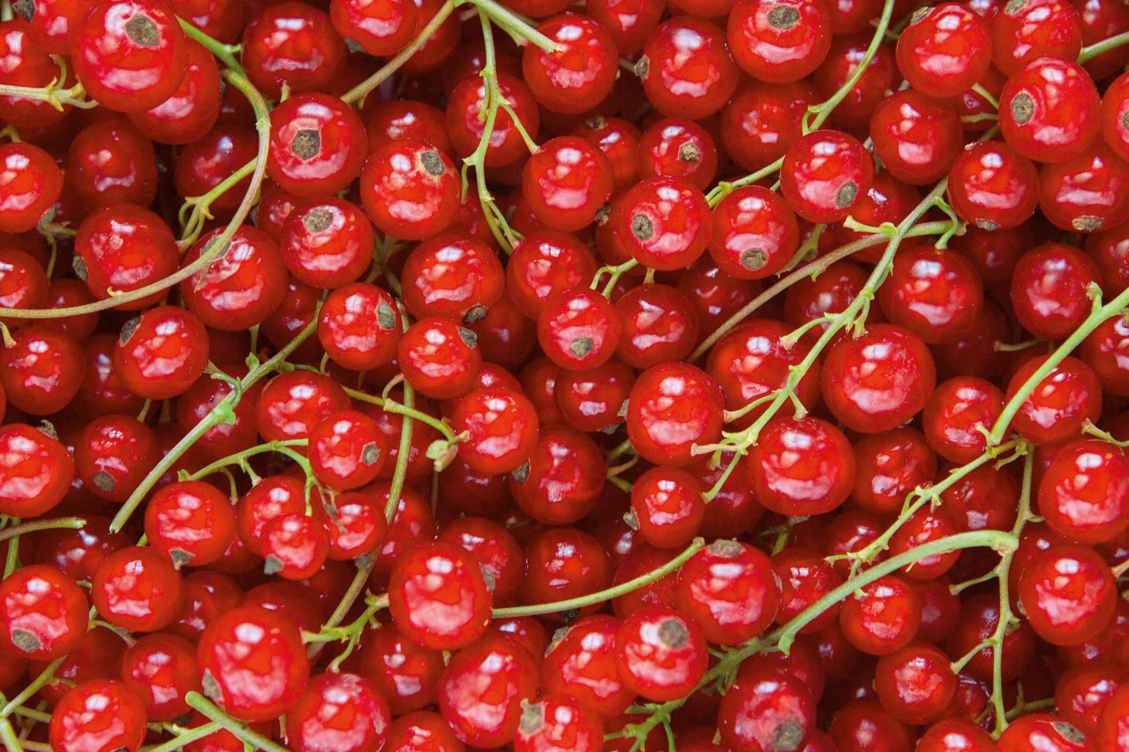 Johannisbeeren pflanzen und schneiden | HORNBACH