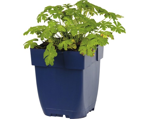 Storchschnabel FloraSelf Geranium gracile 'Sirak' Co 0,5 L, | HORNBACH AT