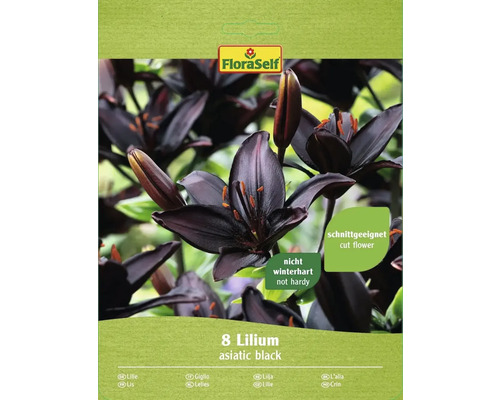 Blumenzwiebel Asiatische Lilie FloraSelf 'Mapira schwarz' 8 | HORNBACH AT