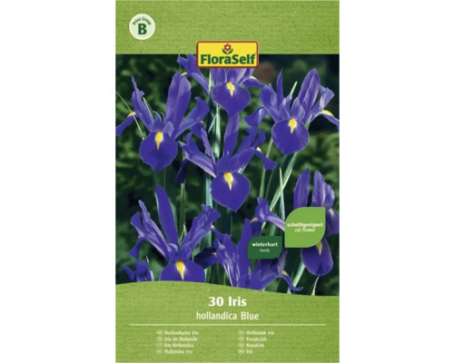 FloraSelf Blumenzwiebel Iris Holl. Blau 30 Stk | HORNBACH AT